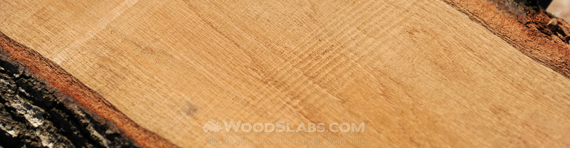 WoodSlabs.com - Laurel Oak